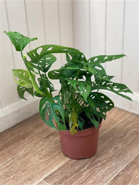 Monstera Indoor Plant | Roses of Rosehill | Carshalton Florist