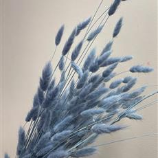 Blue Bunny Tail Grasses. Order today from Roses of Rosehill Florist
