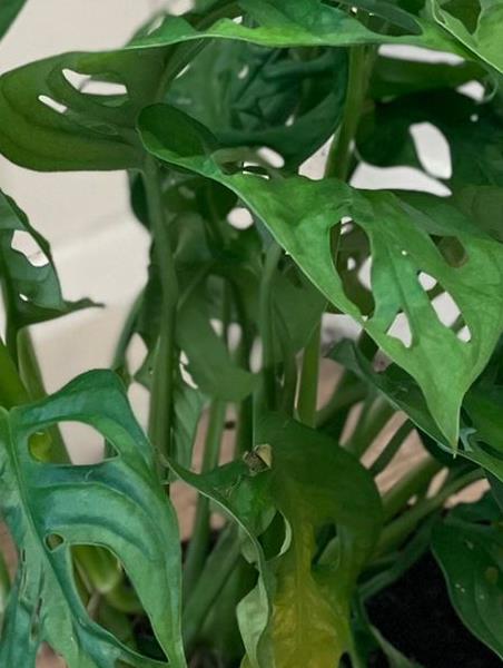 Monstera Indoor Plant | Roses of Rosehill | Carshalton Florist